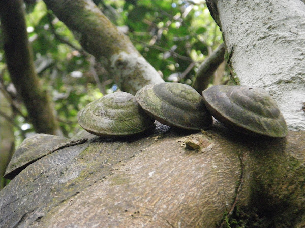 Tree Snail | Project Noah