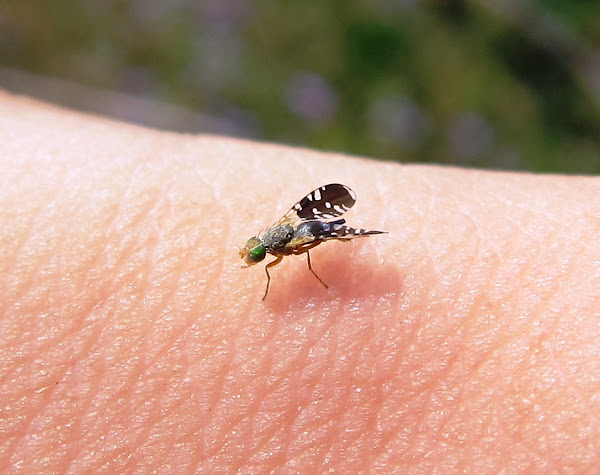 Fruit Fly | Project Noah