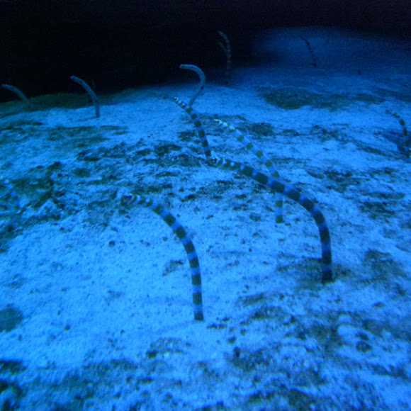 Spotted garden eel | Project Noah