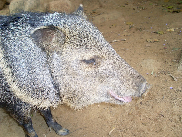 pecari, puerco de monte | Project Noah