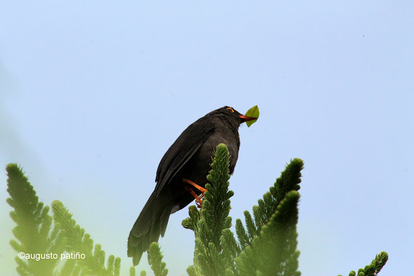 Mirla común - Great thrush | Project Noah