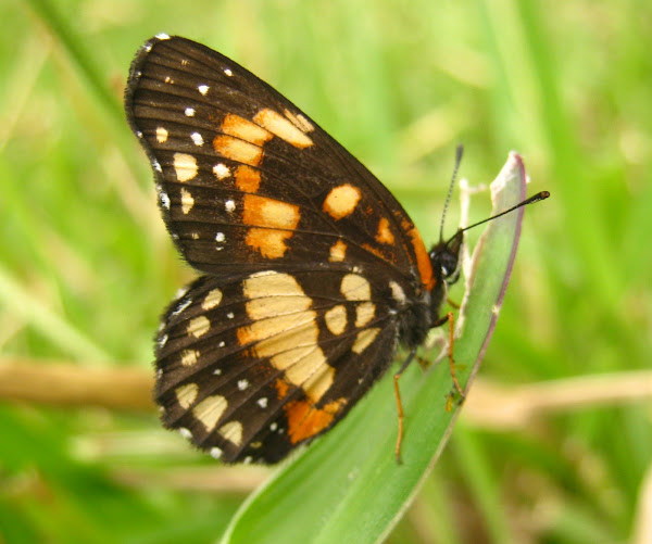 Bordered Patch | Project Noah