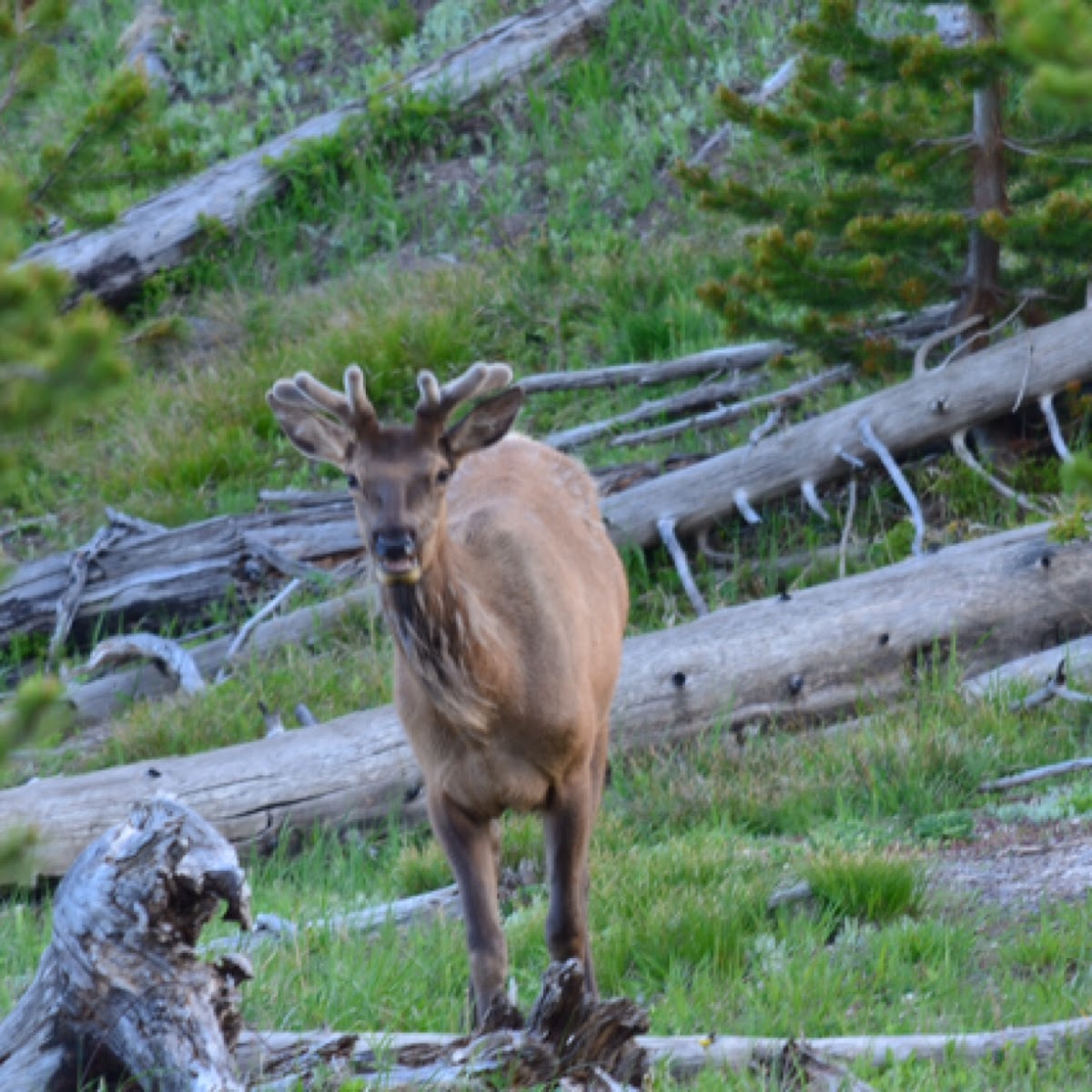 Cow Elk | Project Noah