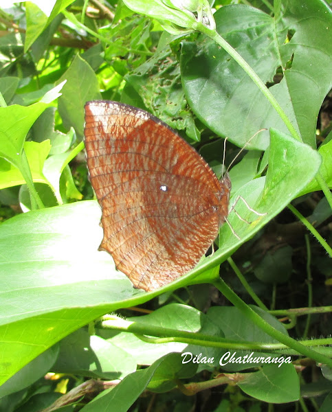 Common palmfly | Project Noah