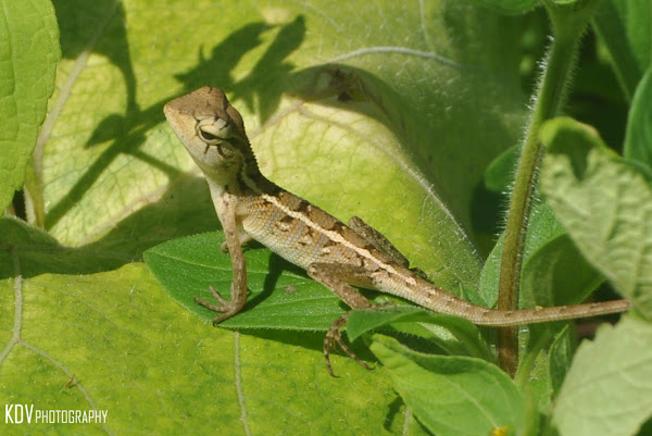 Common Garden Lizard | Project Noah