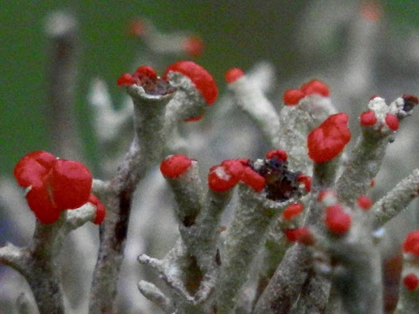 British Soldier Lichen | Project Noah