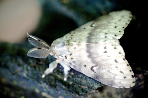 Asian Gypsy Moth (male) | Project Noah