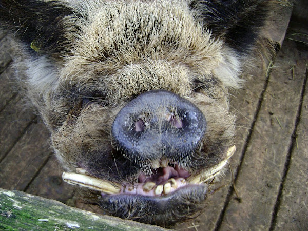 Hercules, the Kunekune pig | Project Noah