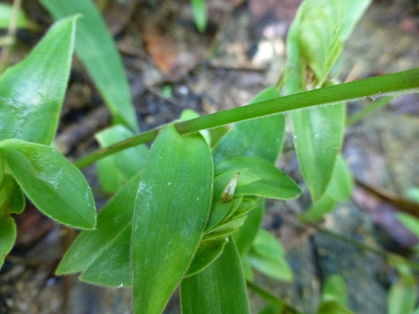 Cyanotis | Project Noah