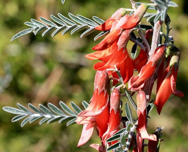 Cancer bush | Project Noah