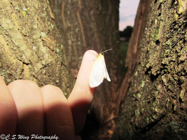 Delicate Cycnia Moth | Project Noah