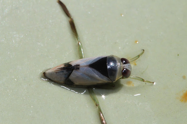 Common Backswimmer | Project Noah