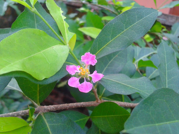 west indian cherry | Project Noah