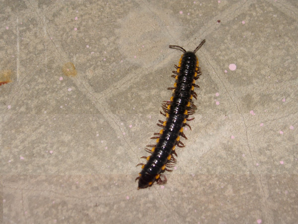 Millipede | Project Noah