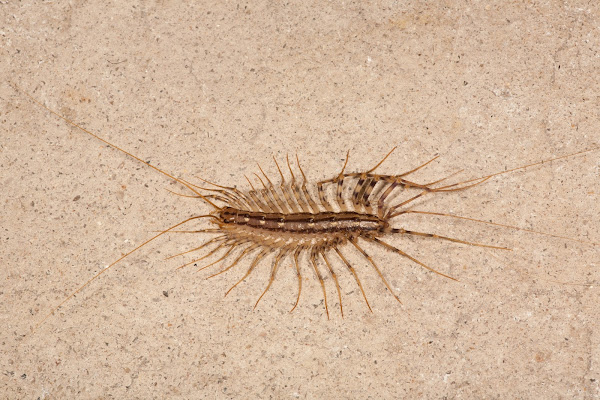 house centipede | Project Noah