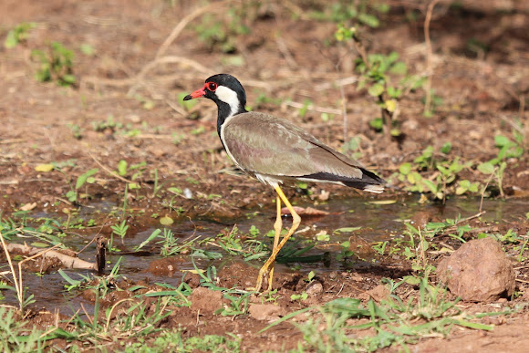 Red-wattled Lapwing | Project Noah