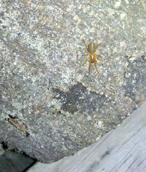 Slater spider | Project Noah