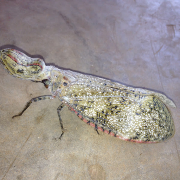 Peanut-head Bug (Machaca) | Project Noah