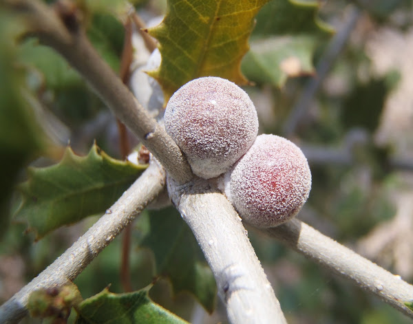 Kermes vermilio. Cochinilla | Project Noah