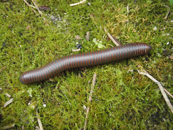 North American Millipede | Project Noah