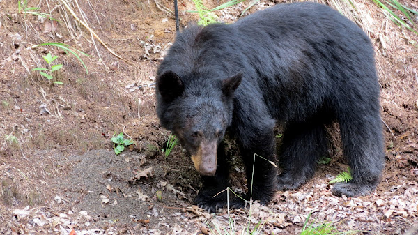 American Black Bear | Project Noah