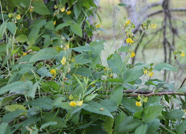 Hairypod Cowpea | Project Noah