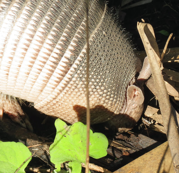 Nine-banded armadillo | Project Noah