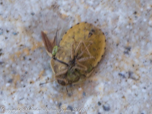 Shield Bug | Project Noah