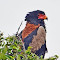 Bateleur | Project Noah