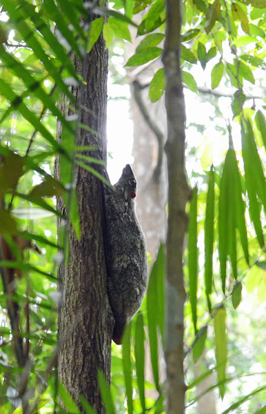 Sunda Flying Lemur | Project Noah