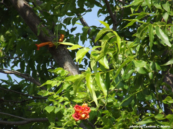 Trumpet Vine | Project Noah