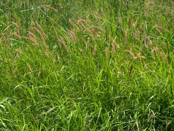 Buffelgrass | Project Noah