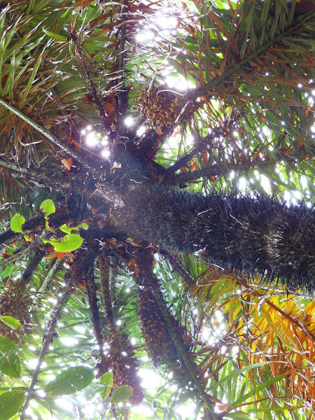 Pejibaye palm | Project Noah