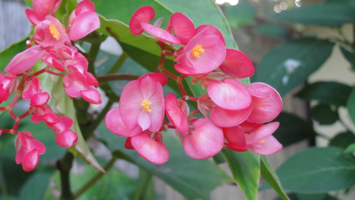 Begunia | Project Noah