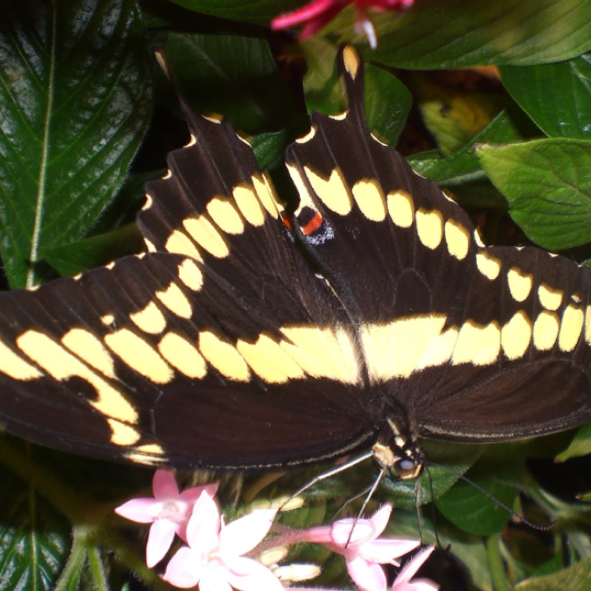Giant Swallowtail | Project Noah