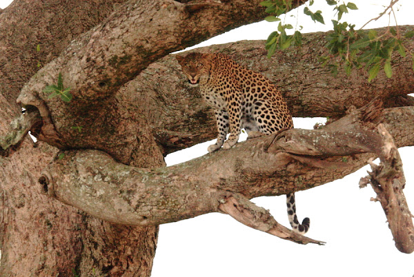 Leopard | Project Noah