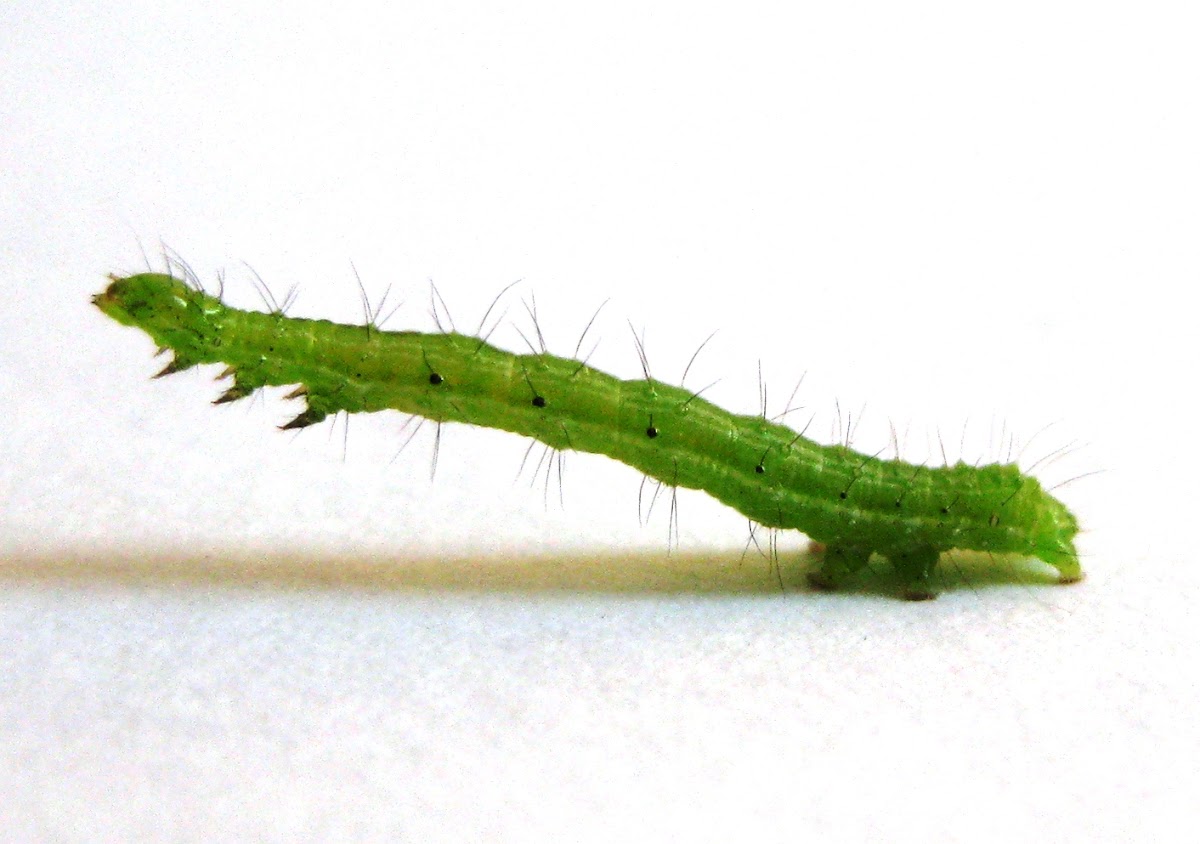 Gusano falso medidor del repollo o de la col | Project Noah