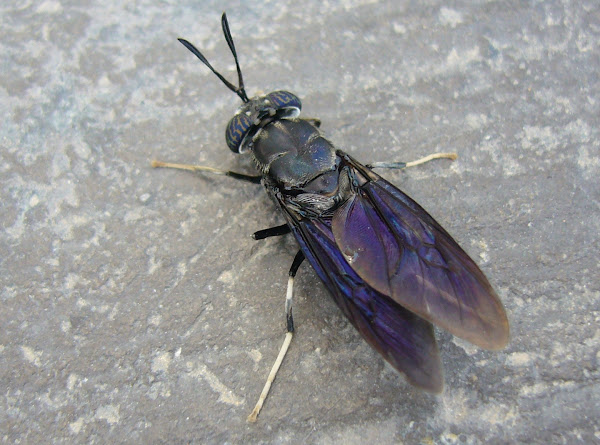 Mosca soldado negra (hembra) | Project Noah