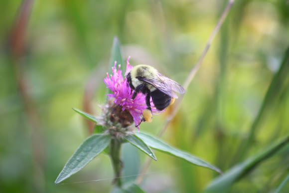 Half-black Bumble Bee | Project Noah