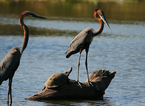 Goliath Heron | Project Noah