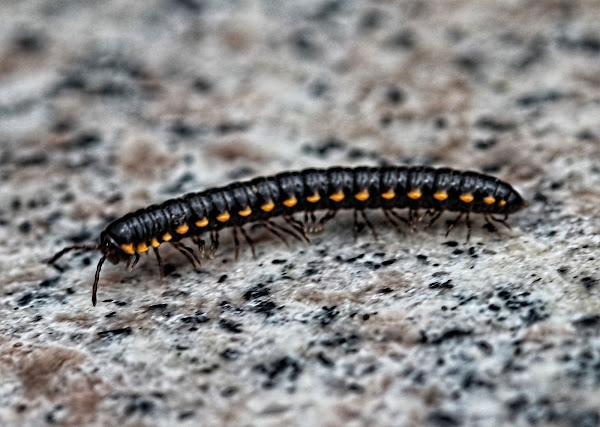 Cyanide Millipede | Project Noah