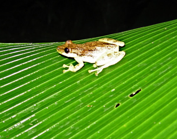Narrow-Headed Treefrog | Project Noah