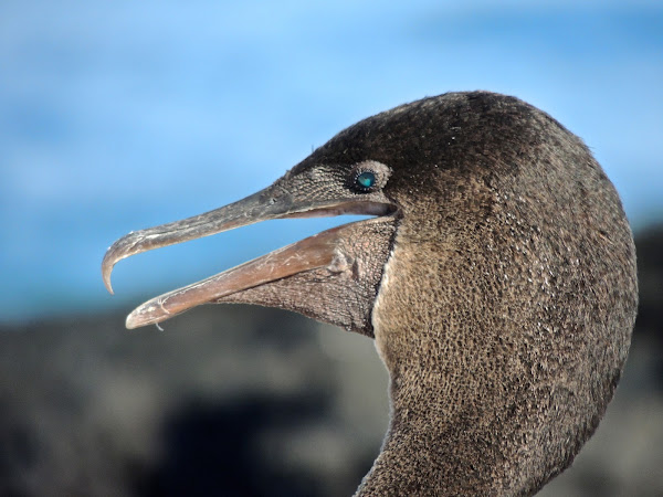 Flightless cormorant | Project Noah