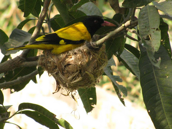 halde pakhi / Black-Hooded Oriole | Project Noah