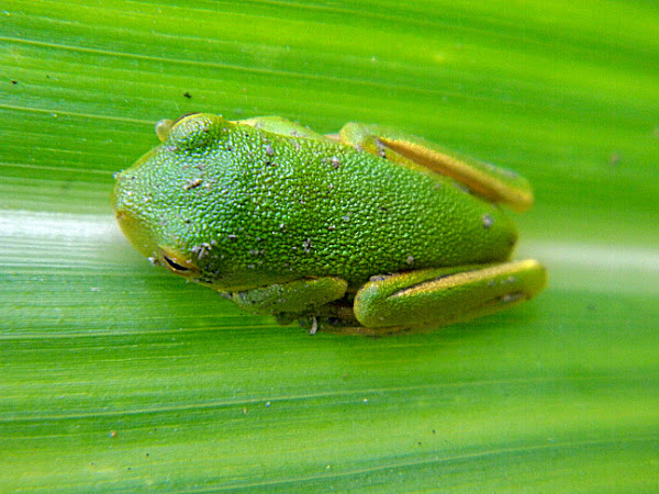 tree frog | Project Noah