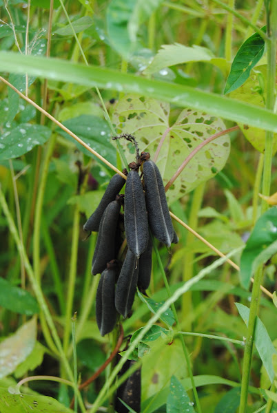 Rattlepod | Project Noah