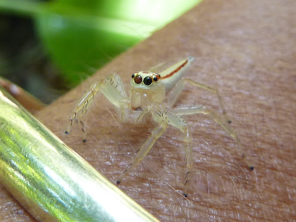 Two-striped Jumping Spider | Project Noah