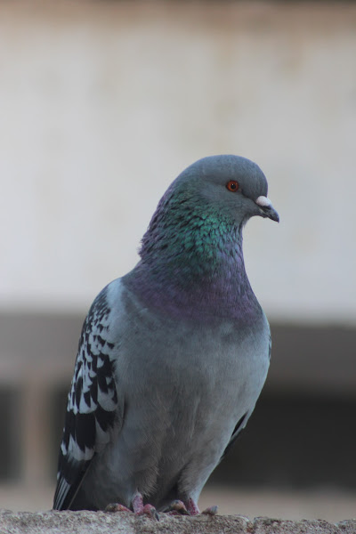 Pigeon; paloma doméstica; paloma de Castilla | Project Noah