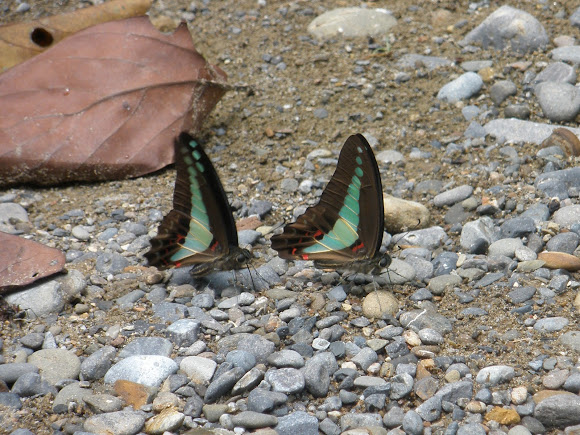 Common Bluebottle | Project Noah