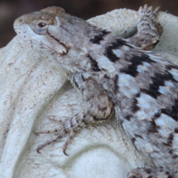 Texas Spiny Lizard | Project Noah